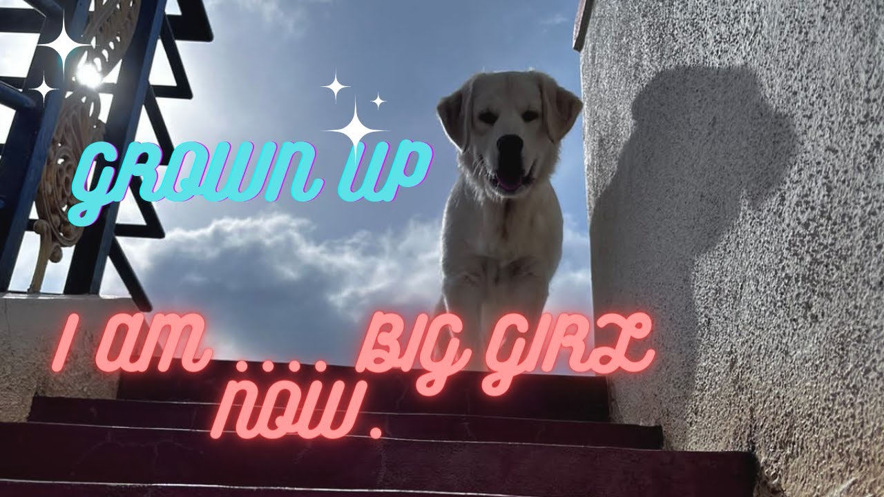 I am ....... Big girl now🐕 Your doopythegoldenpupp🦴🐕 - YouTube