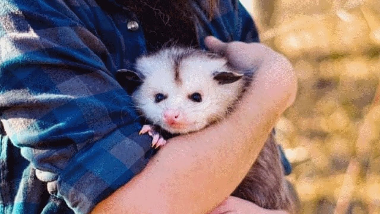 This dwarf possum doesn't have long to live. A woman adopted her. - YouTube