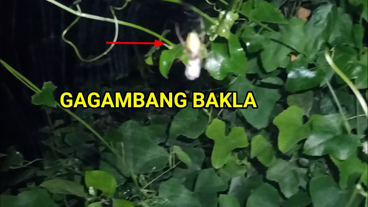 GAGAMBANG BAKLA#spider#gagamba#ma'am Liza channel - YouTube