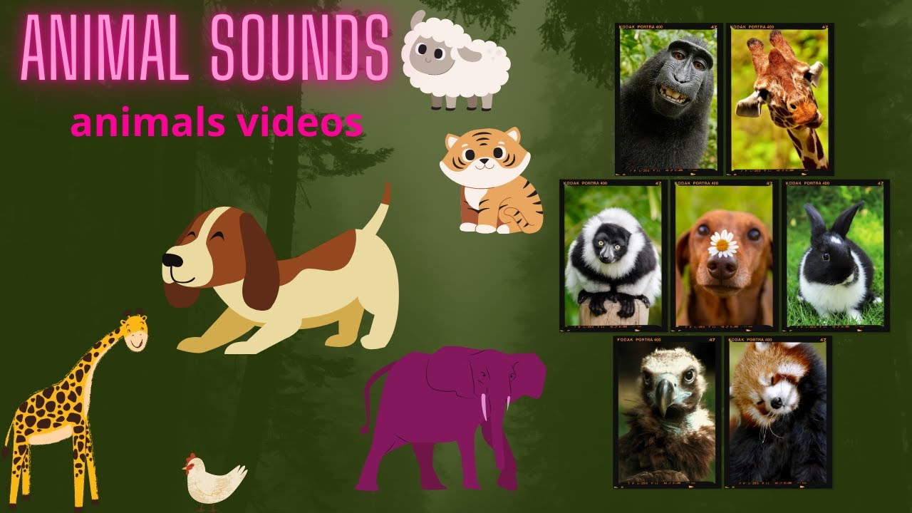 Learn Animal For Kids | Education For Children (tiger, chicken, wolf ...