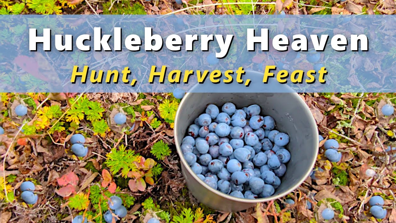 HUCKLEBERRY HEAVEN: Hunt, Harvest, Feast - YouTube