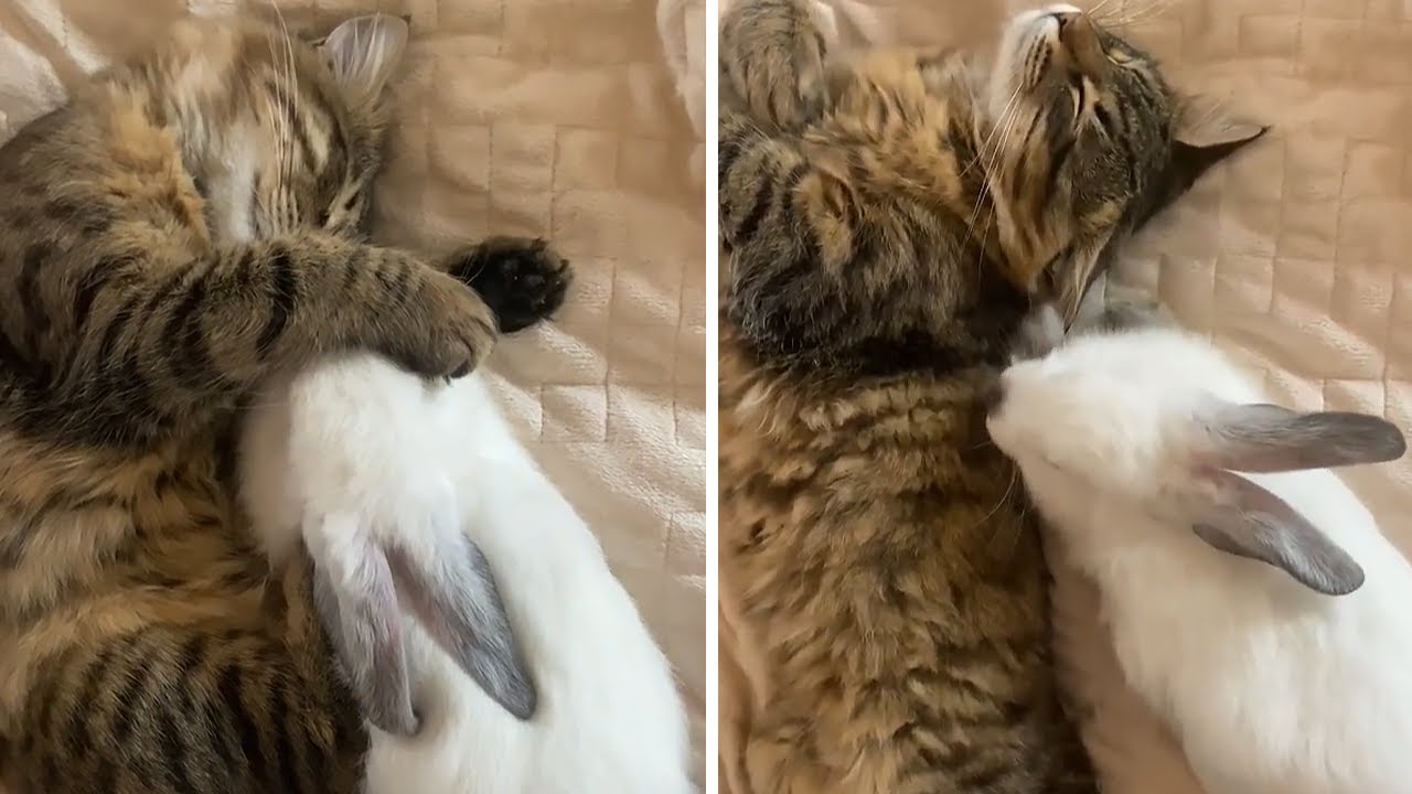Kitten and bunny preciously cuddle underneath blanket #Shorts - YouTube