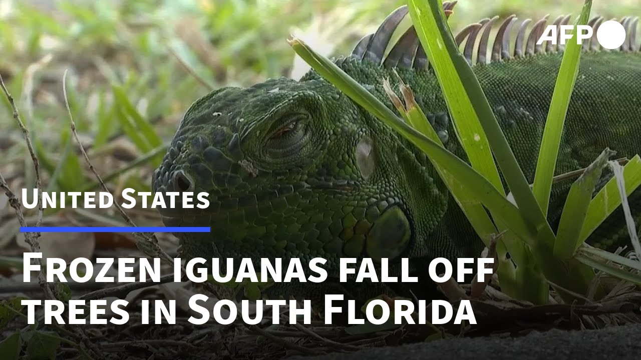 Frozen iguanas fall off trees in South Florida | AFP - YouTube