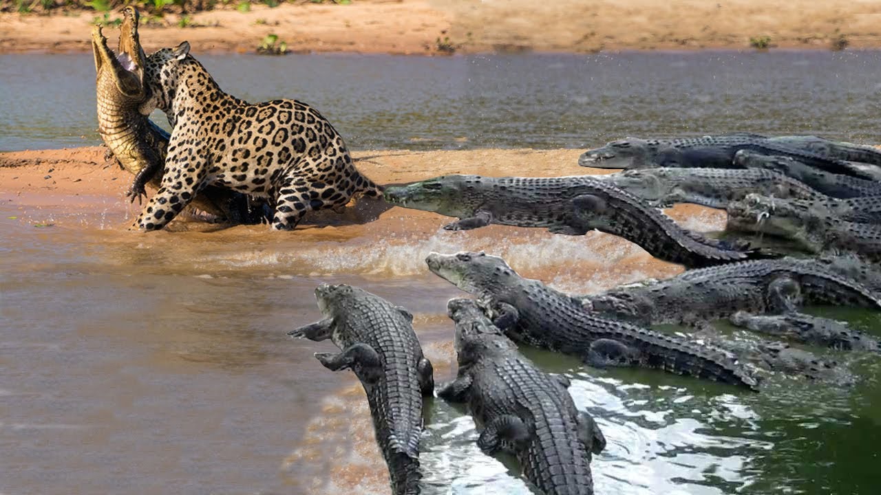 Crocodile is King Swamp! Cheetah Surrender Because The Crocodile Power ...