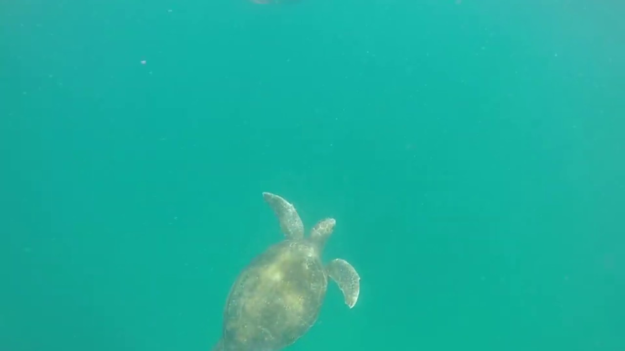 Sea Turtle on Catalina Island, California - YouTube