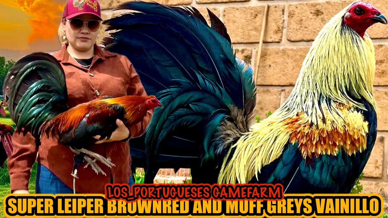 Super Leiper Brownred And muff Greys vainillo ~ LOS_PORTUGUESES ...