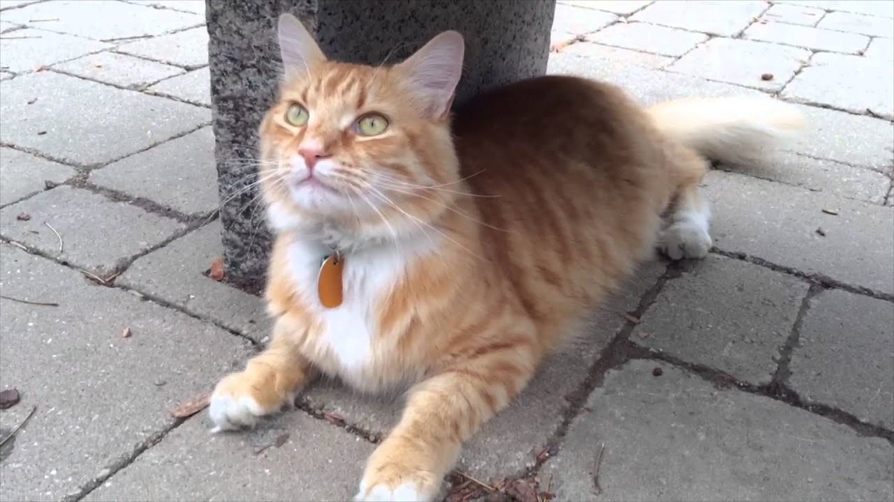 Campus Cat - YouTube