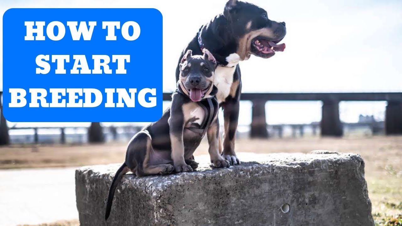 How to Start Breeding 101 - YouTube