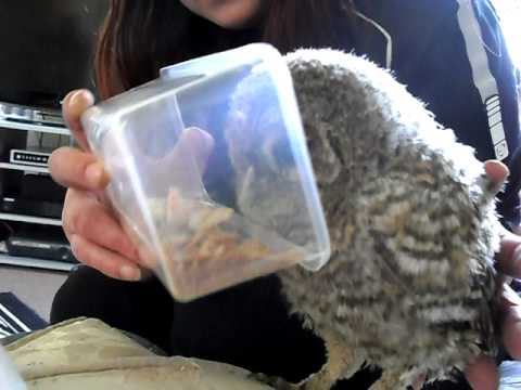 baby owl in my house eating meal worms - YouTube