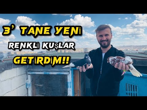 2’TANE BİR BİRİNDEN GÜZEL ELVAN GÜVERCİN ALDIM. Kaçakları takas yaptım