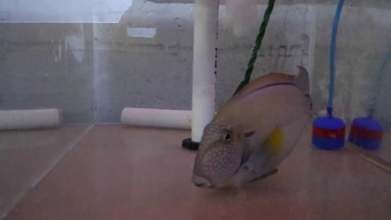 Maculiceps Tang $299 - Bali - YouTube