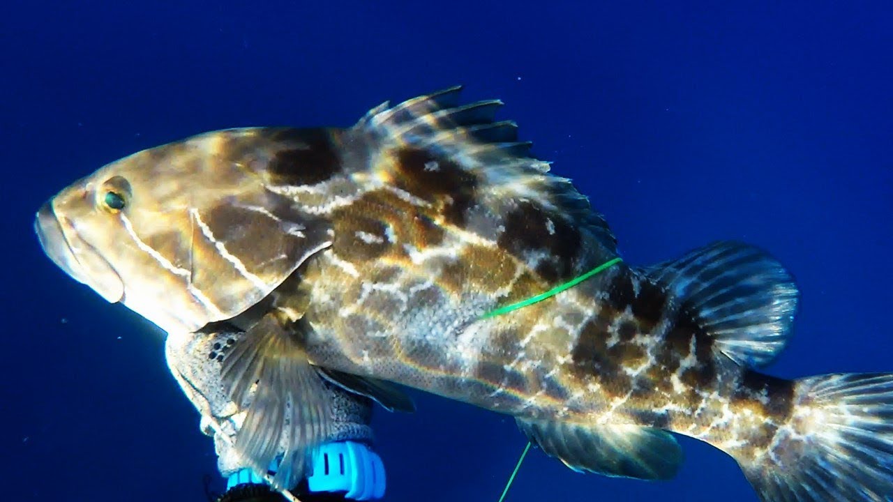 22/11/19 - White Grouper on a very calm day - YouTube