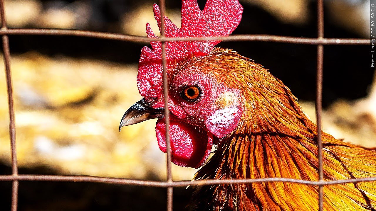 Nearly 1M Chickens Will Be Killed on a Minnesota Farm Because of Bird ...