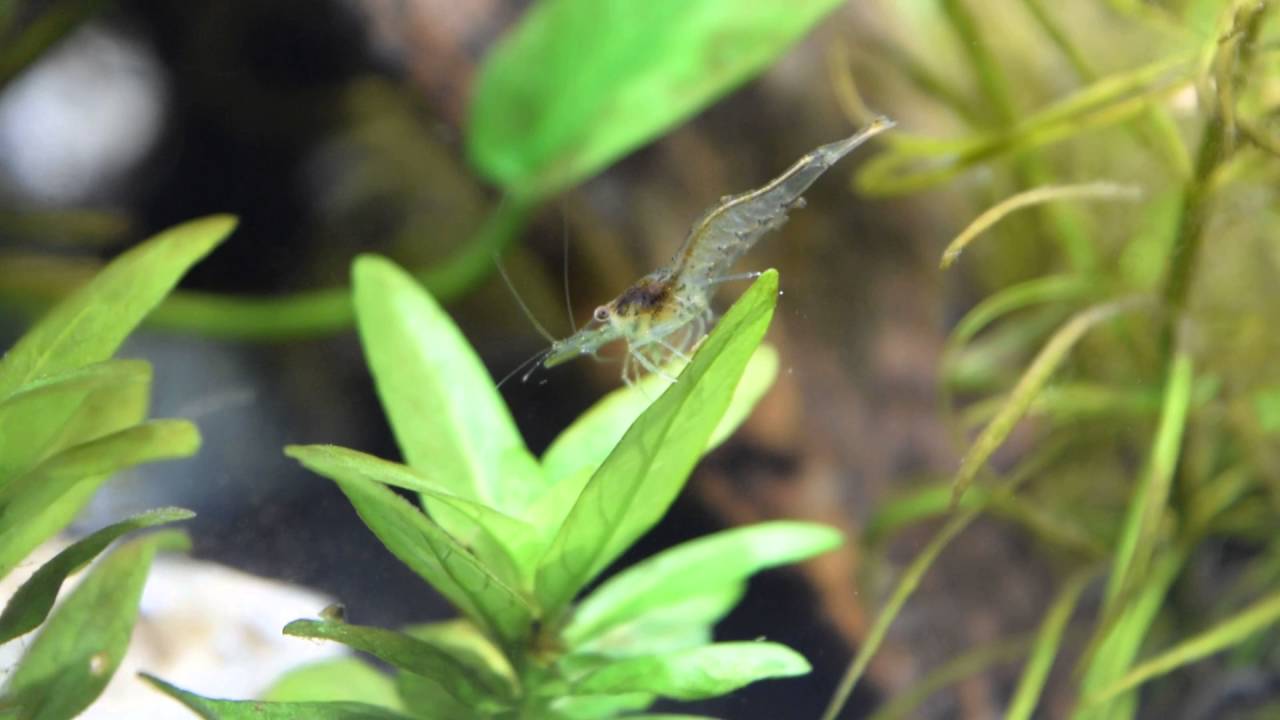 Native Australian Glass Shrimp - YouTube
