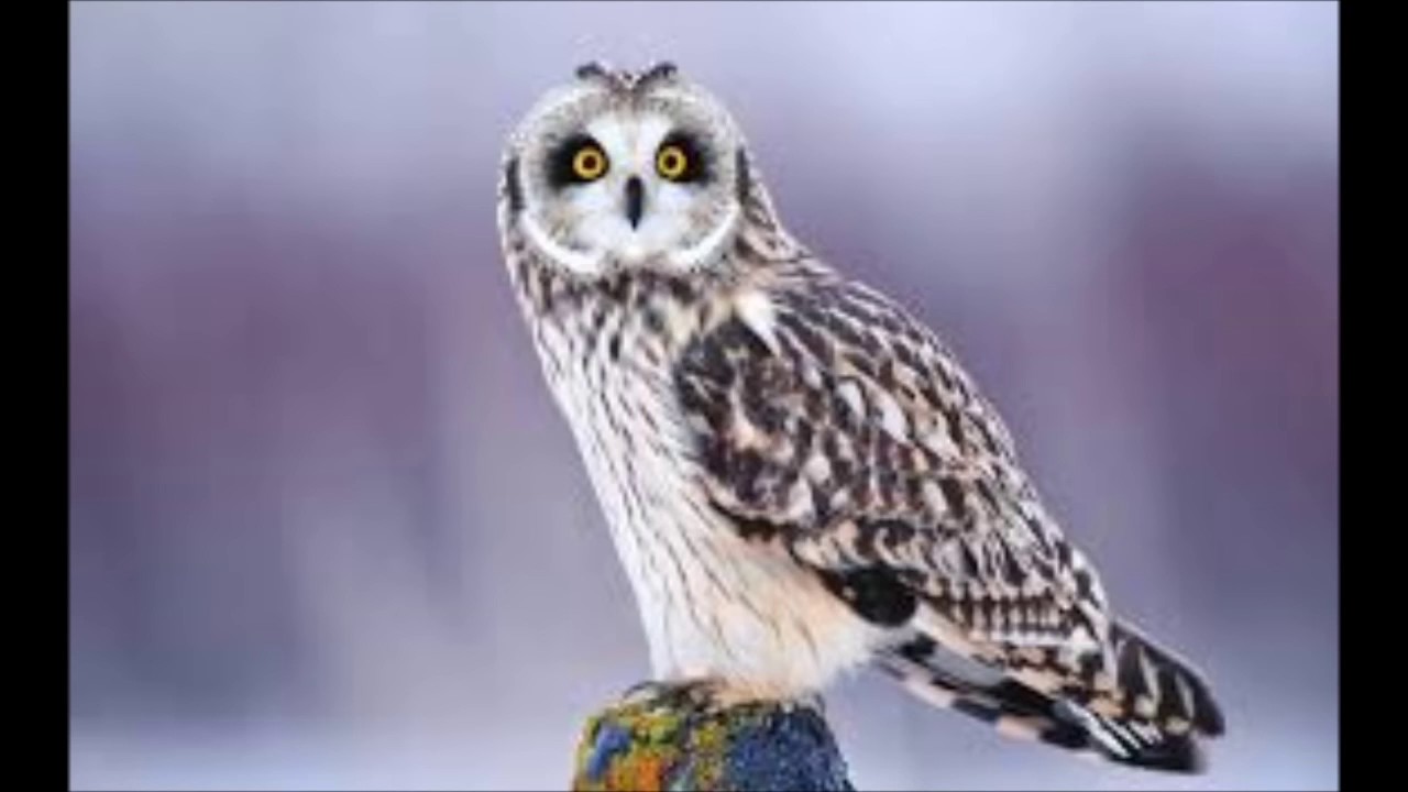 Owl hooting & Wolf howling - YouTube