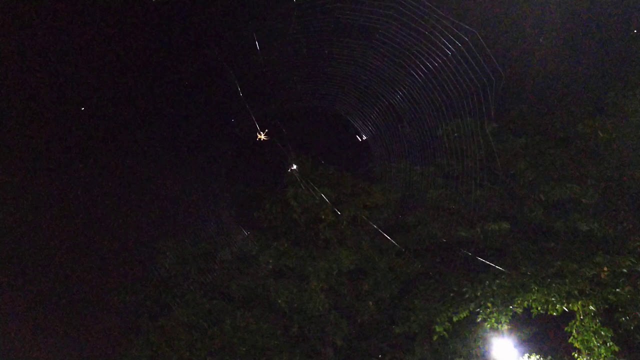 Spider Web, Makdi ka jaal - YouTube