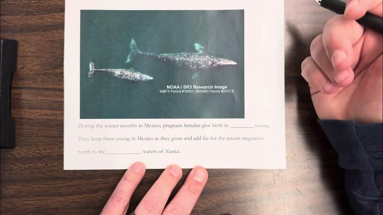 Gray Whale Migration Lecture - YouTube