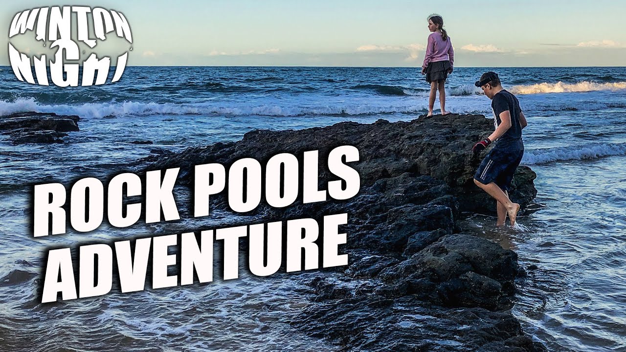 Creature CATCHING at the Beach (Rock Pool Exploration) - YouTube