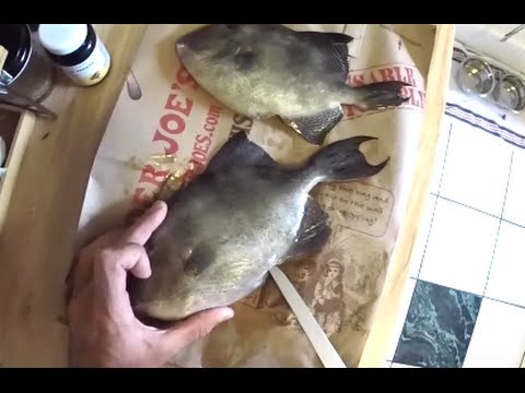 Filleting, Cooking and Eating Triggerfish - YouTube