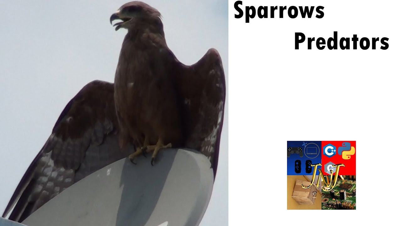 Sparrow"s Predators - YouTube