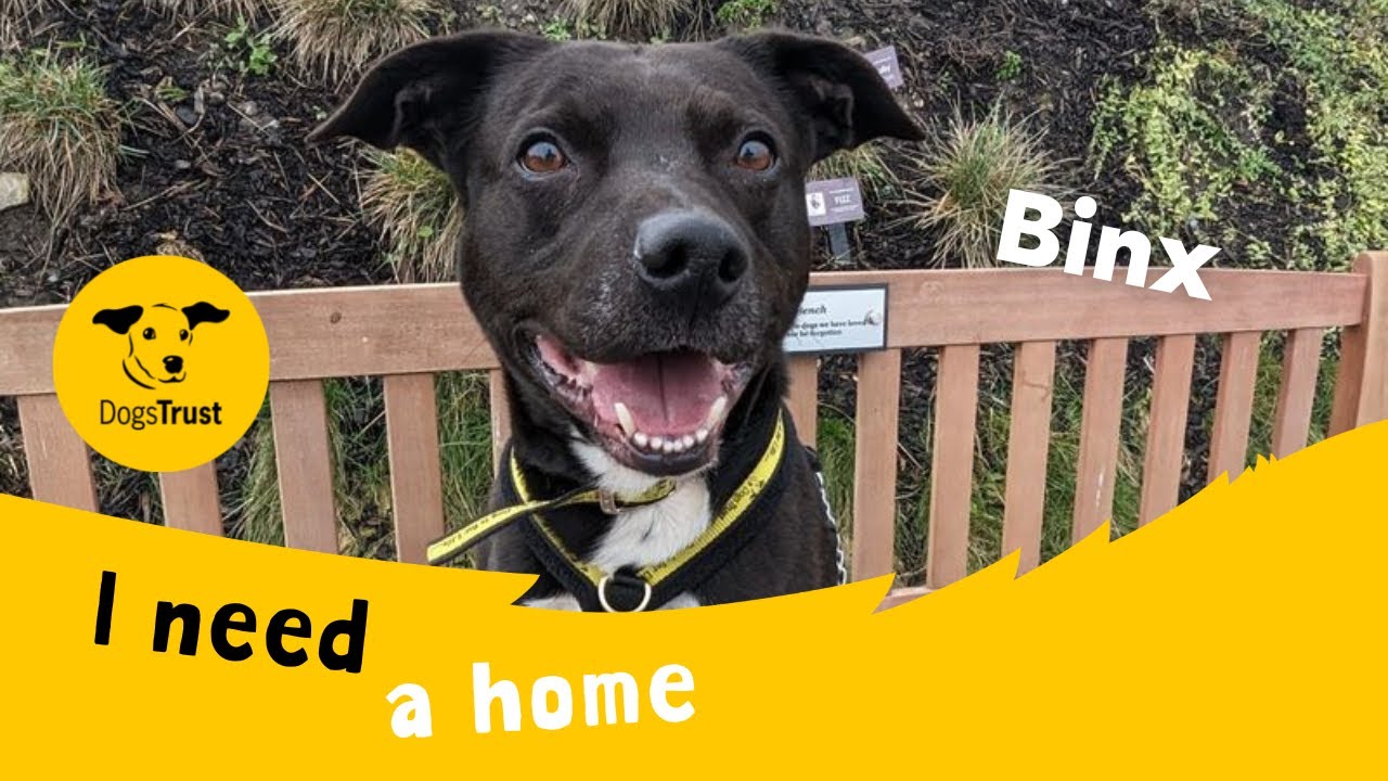 Binx the brilliant Staffie cross | Dogs Trust Cardiff - YouTube