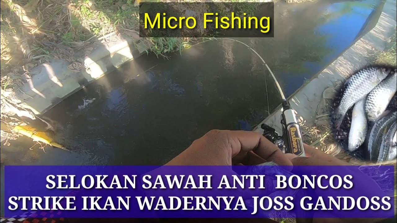 MICRO FISHING || BENAR BENAR JITU ‼️ MANCING WADER PAKAI UMPAN SISA 3 HARI TETAP BANYAK STRIKE‼️ ...