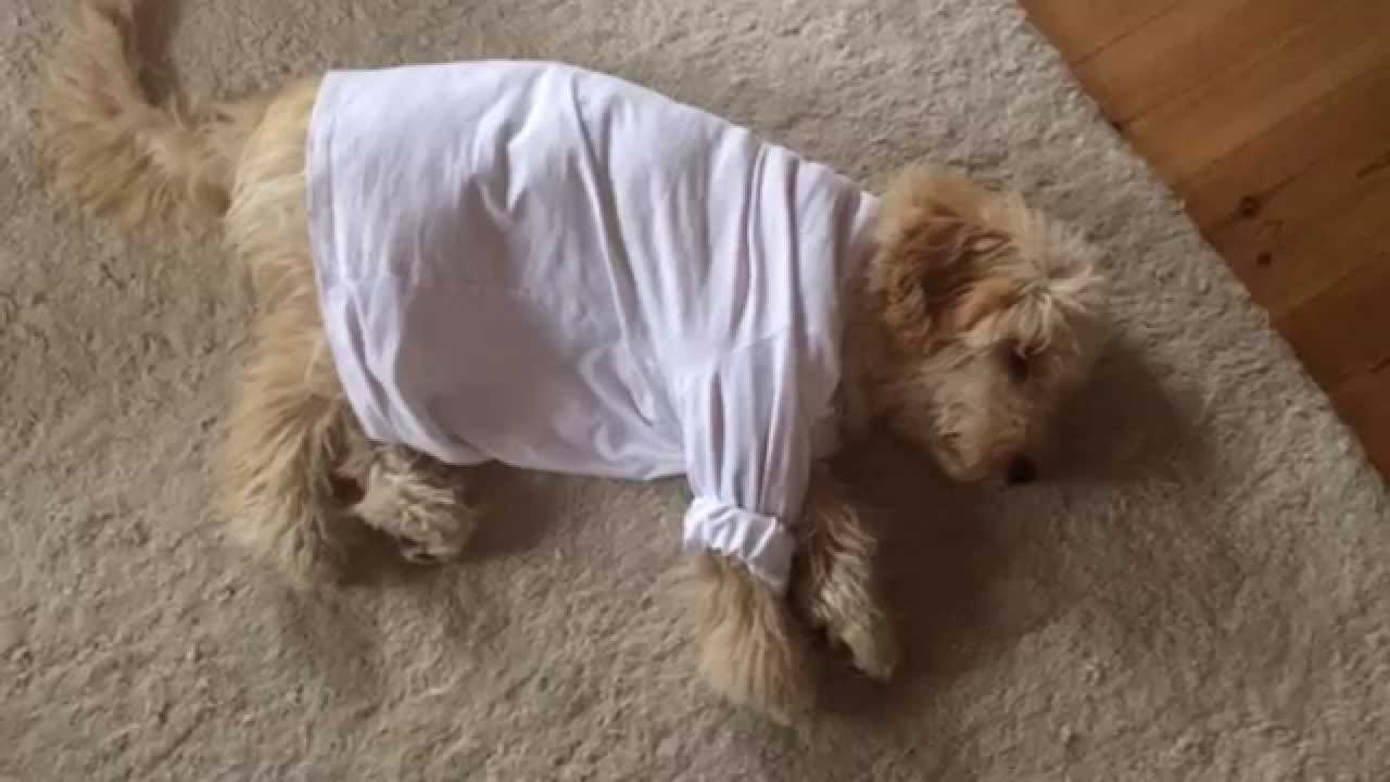 Goldendoodle Balou got shot! - YouTube