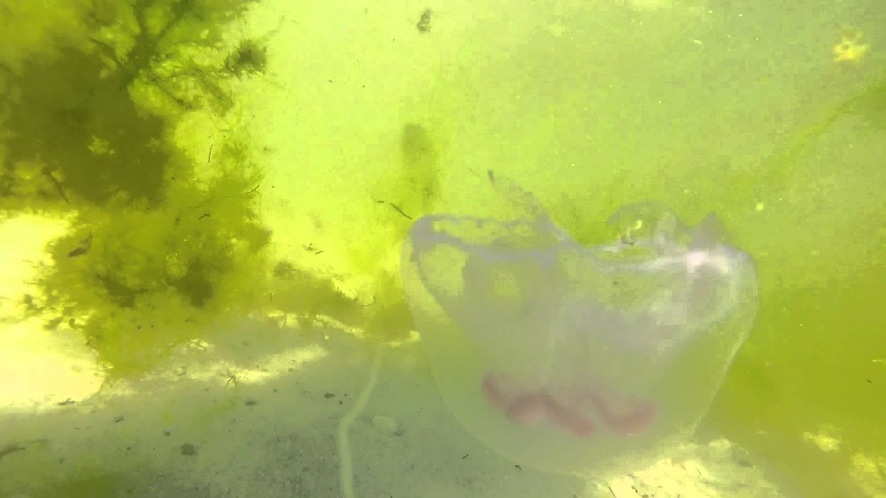 Chełbia modra (Aurelia aurita) - YouTube