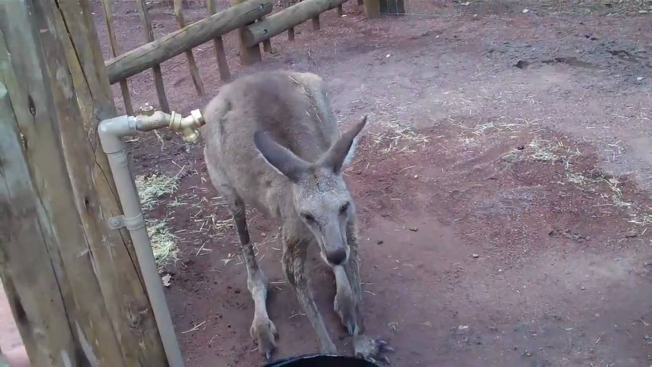 Confused Kangaroo - YouTube