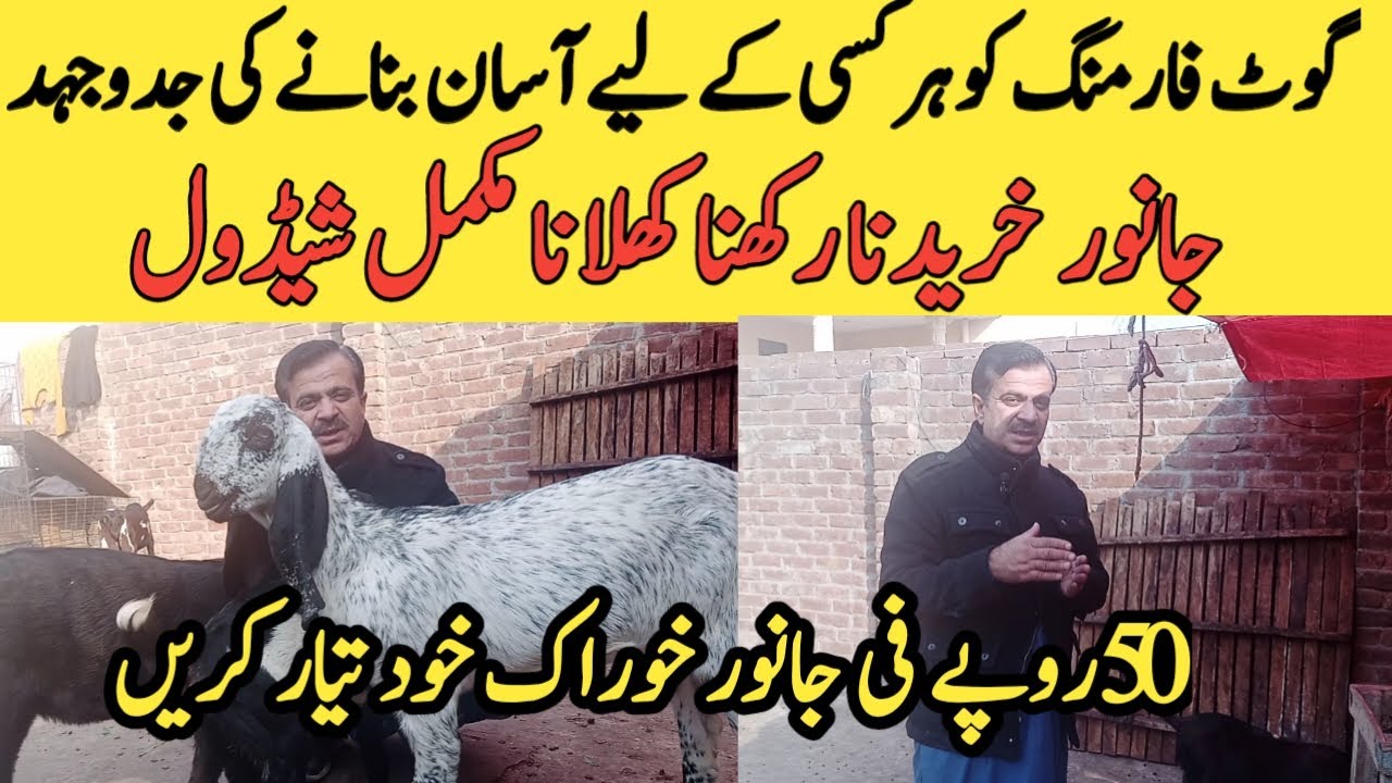 Easy and Profitable goat Farming in Pakistan - YouTube