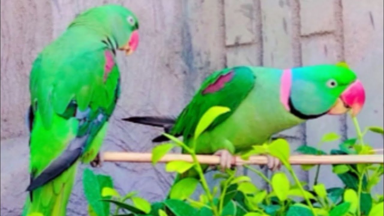 so Beautiful Talking Parrot Mian Mithu | Cute Parrot voice | Pakistani ...
