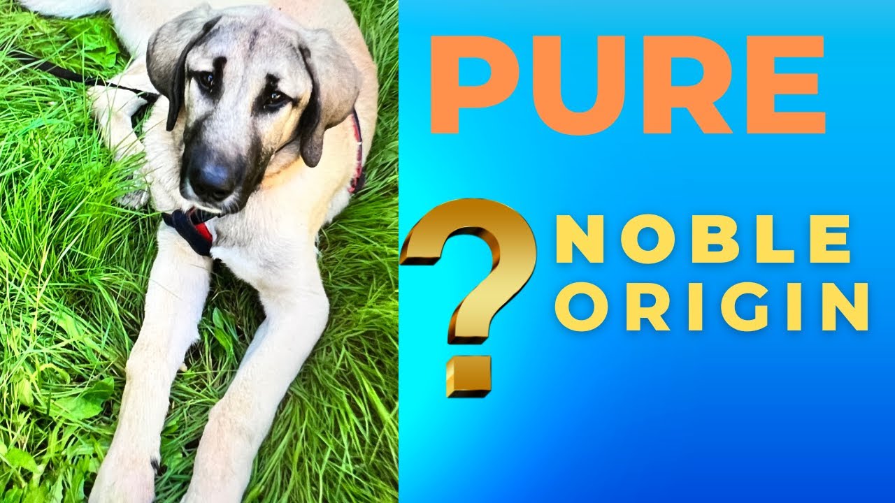 Pure: Noble Origin? - YouTube