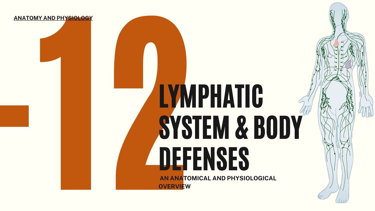Chapter 12: Lymphatic System & Body defenses - YouTube