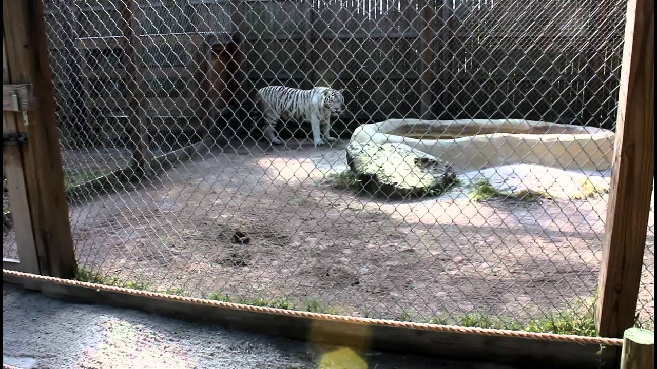 Huge white tiger sneezes makes baby laugh - YouTube