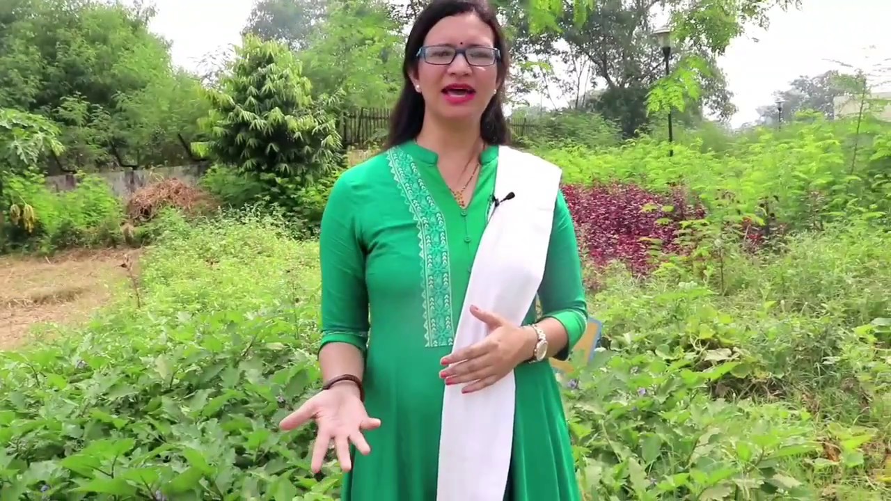Kumaoni language waste decomposer of NCOF Dr.Ankita, WDC - YouTube