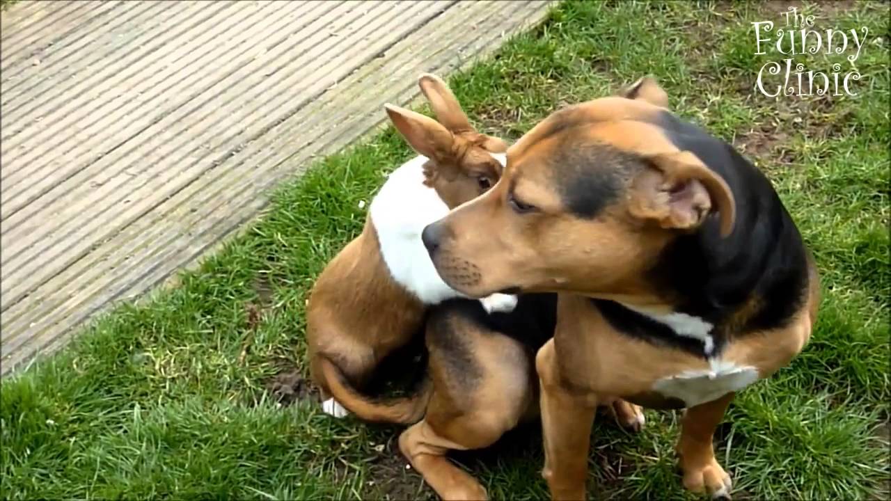 Funniest Pet Video Compilation - with the Donald Trump Dog! - YouTube