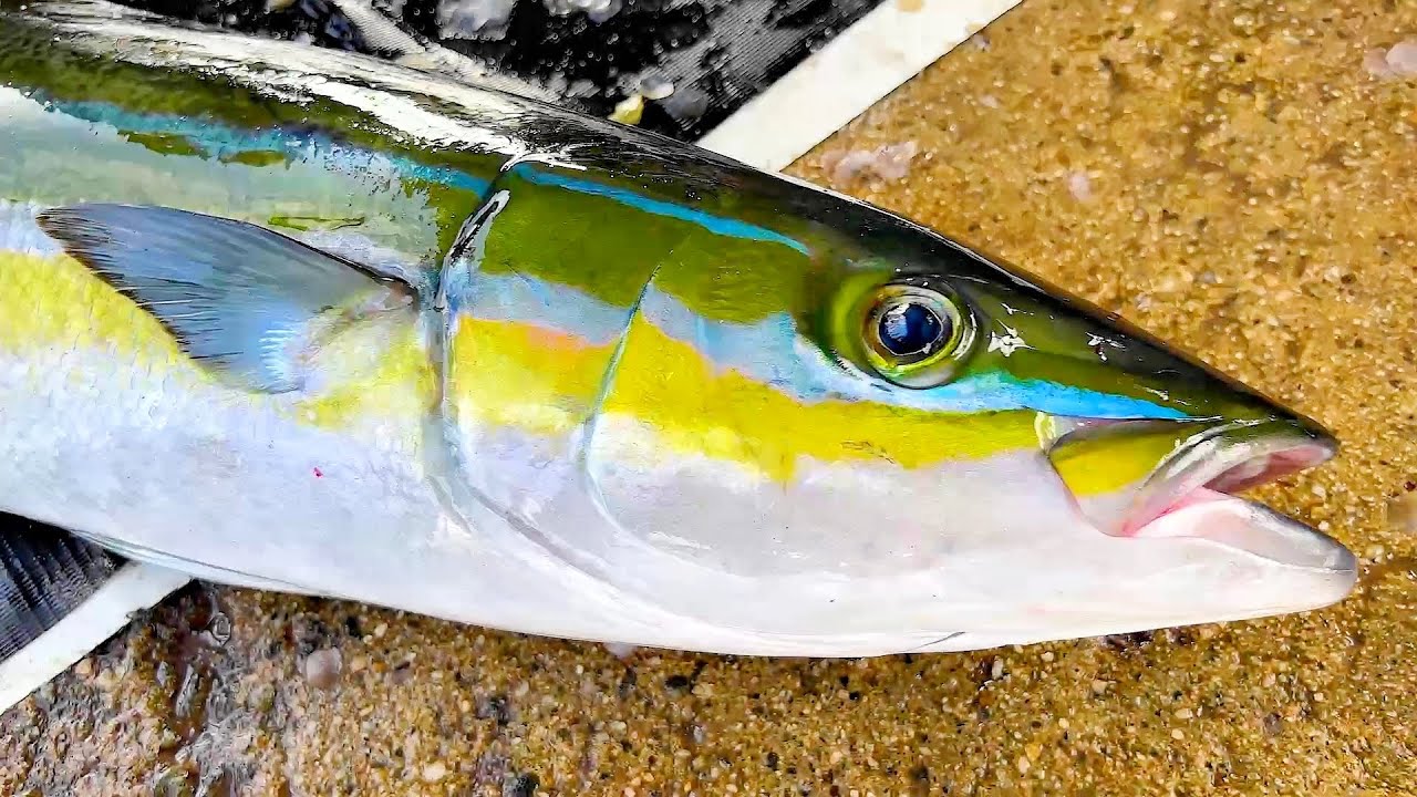 Elegant Shining Colors Rainbow Runner Fish & Fish Cutting Compilation ...