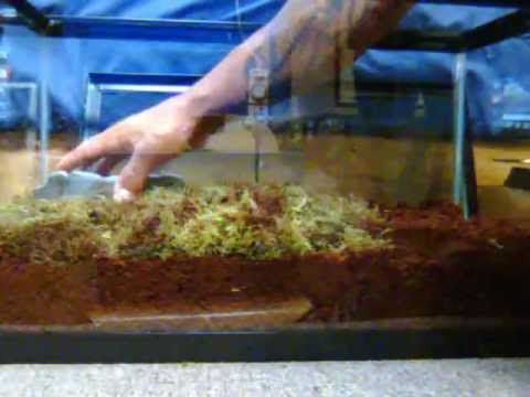 Emperor Scorpion Terrarium Setup - YouTube