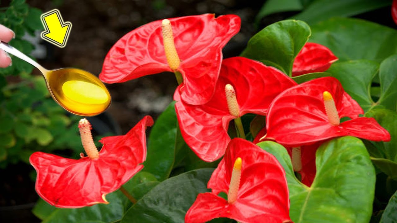 Just Need This 1 Spoon! The Weakest Tree Will Bloom Endlessly - YouTube