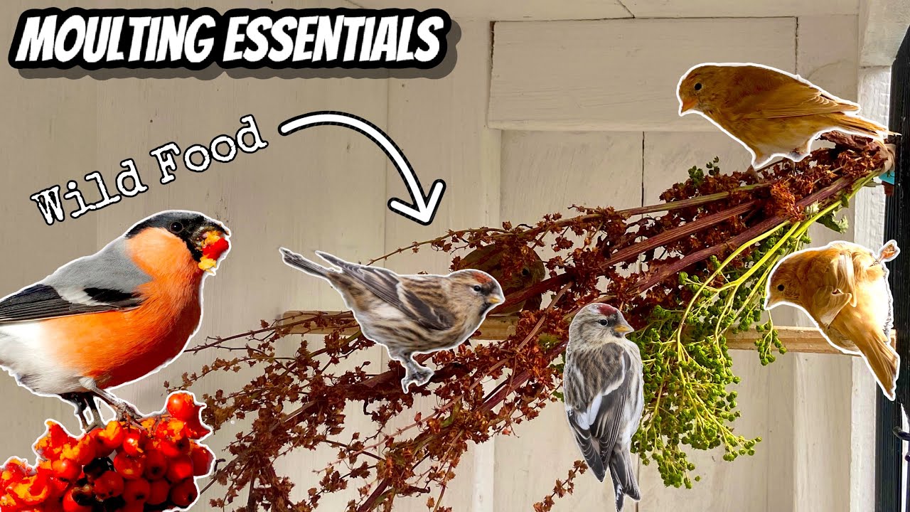 Moulting Essentials for Canaries & Finches | Wild Food, Vitamins etc ...