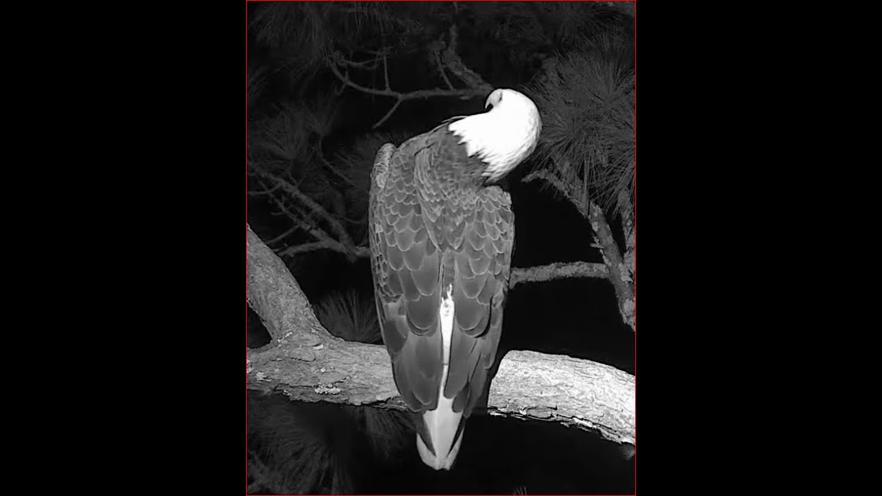 10-10-21 NEFL Bald eagles; crop drops and neck rolls, Samson and Gabby ...