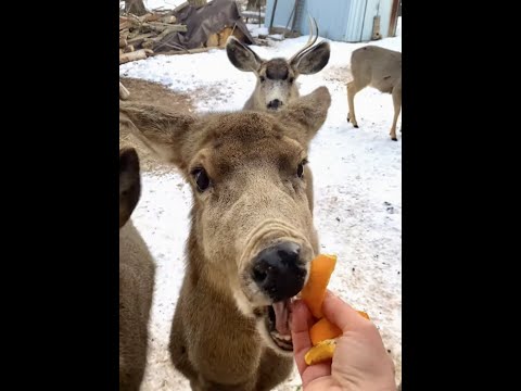 🍎🦌Breakfast for the Deer! They know their NAMES!!!😍🦌 #deer-whisperer #deerfeed