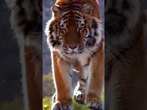 Tiger jumps in slow motion - YouTube