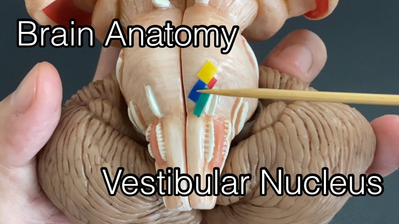 Anatomy of brain: vestibular nucleus (English) - YouTube