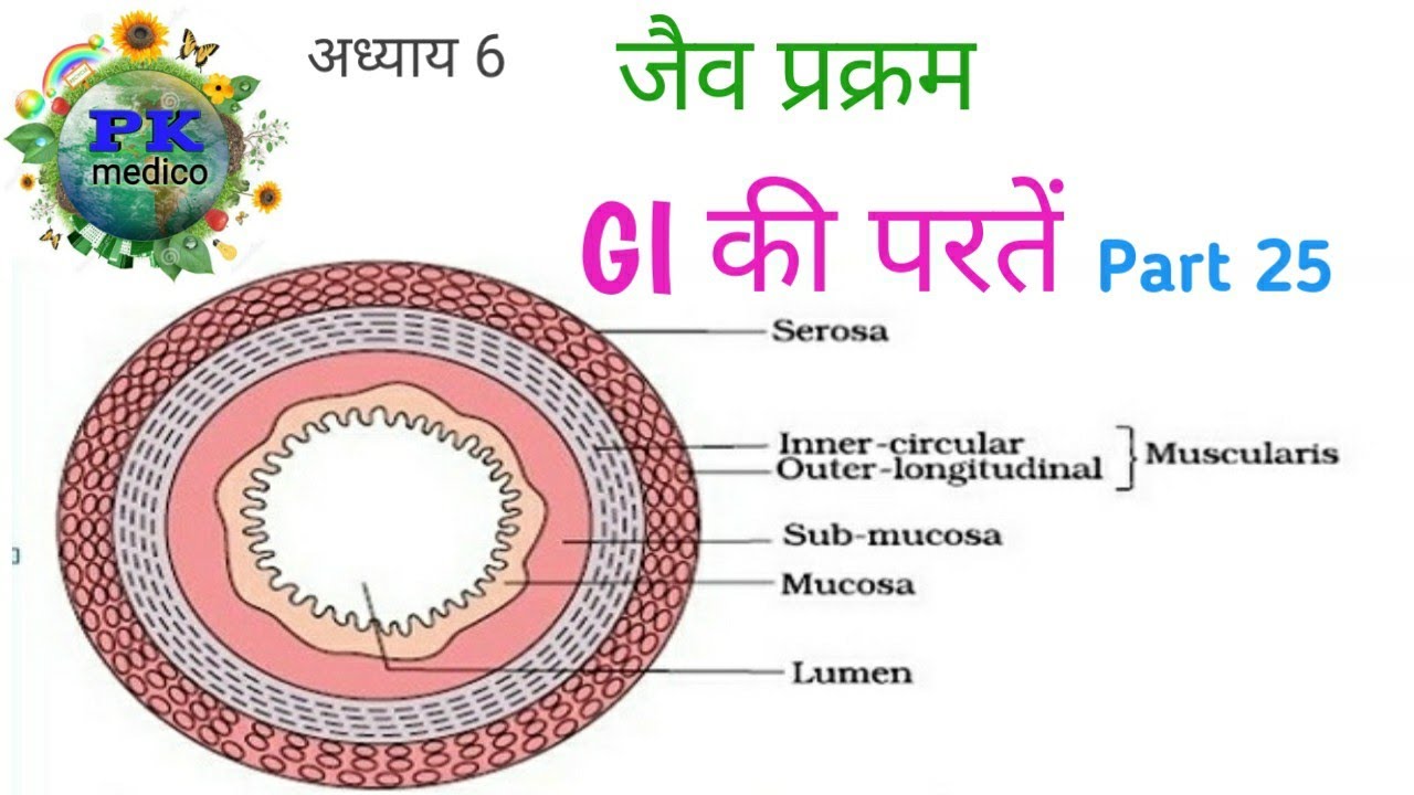 GI की परतें Layer of GI Gastrointestinal tract Stomach - YouTube