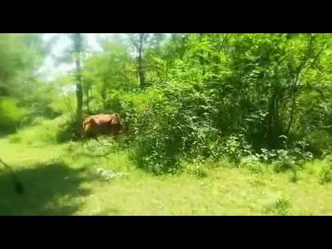 Agror Valley Farm Tashqand KPK Pakistan 4 July 2020 - YouTube