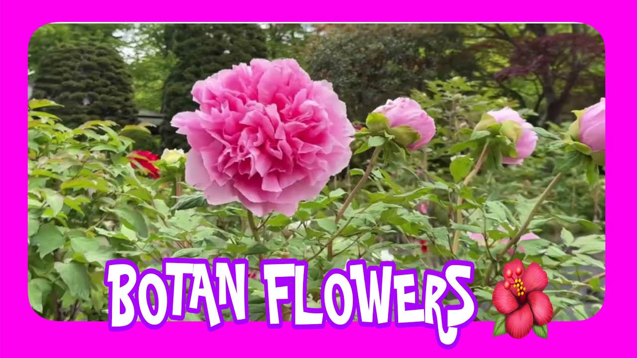 JAPAN’S BOTAN FLOWERS, SYMBOLIZE THE FLOWER OF WEALTH #seasonalflowers ...