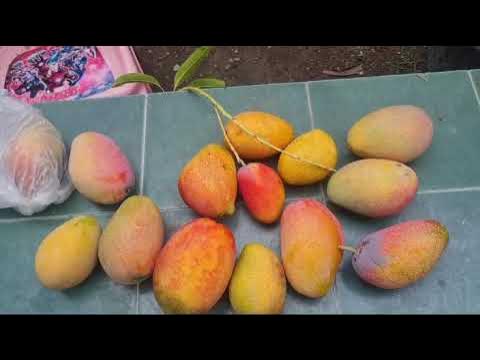 KELILING KEBUN MANGGA IRWIN - YouTube