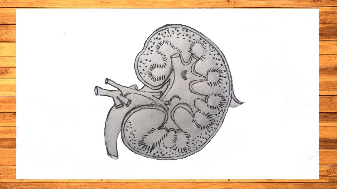 How to Draw Kidney Structure or Diagram Easily ️ Kidney Drawing Step by ...
