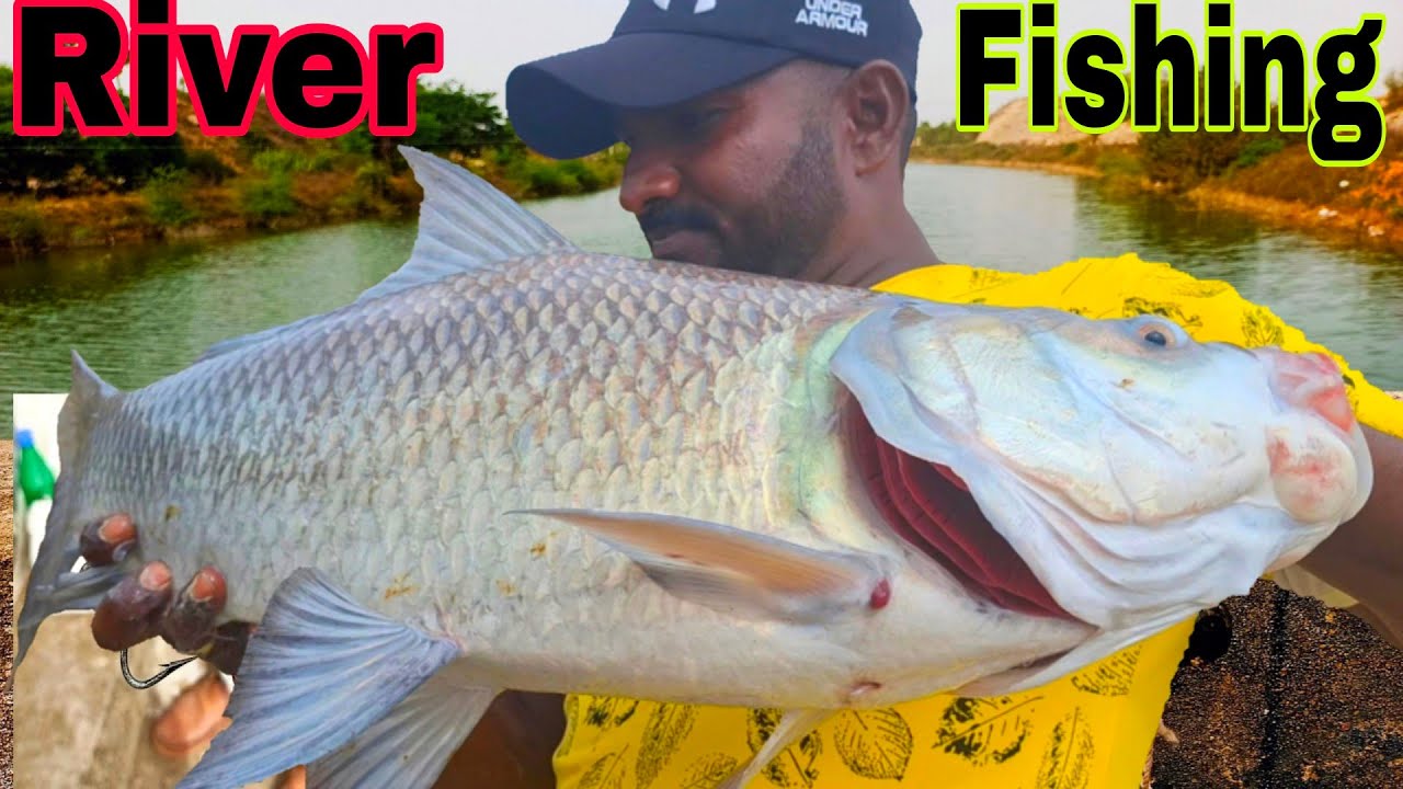 King Size Fish Catching | Fishing Videos In hindi | River Monster Fish ...